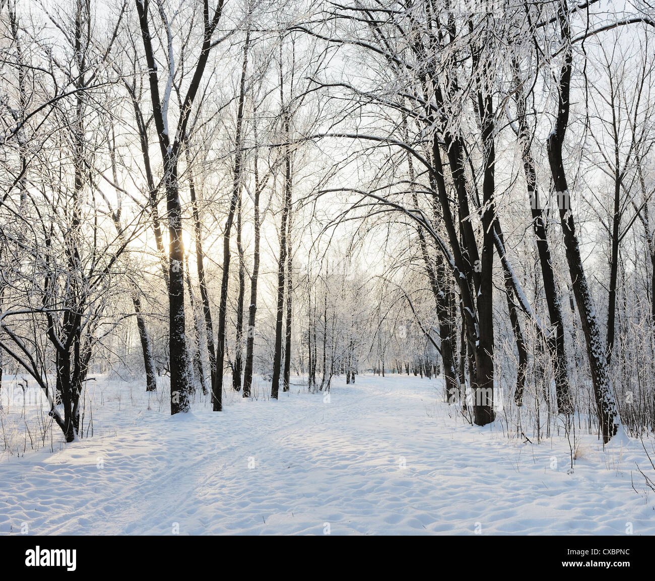 Frosty winter day, trees with a rime Stock Photo - Alamy