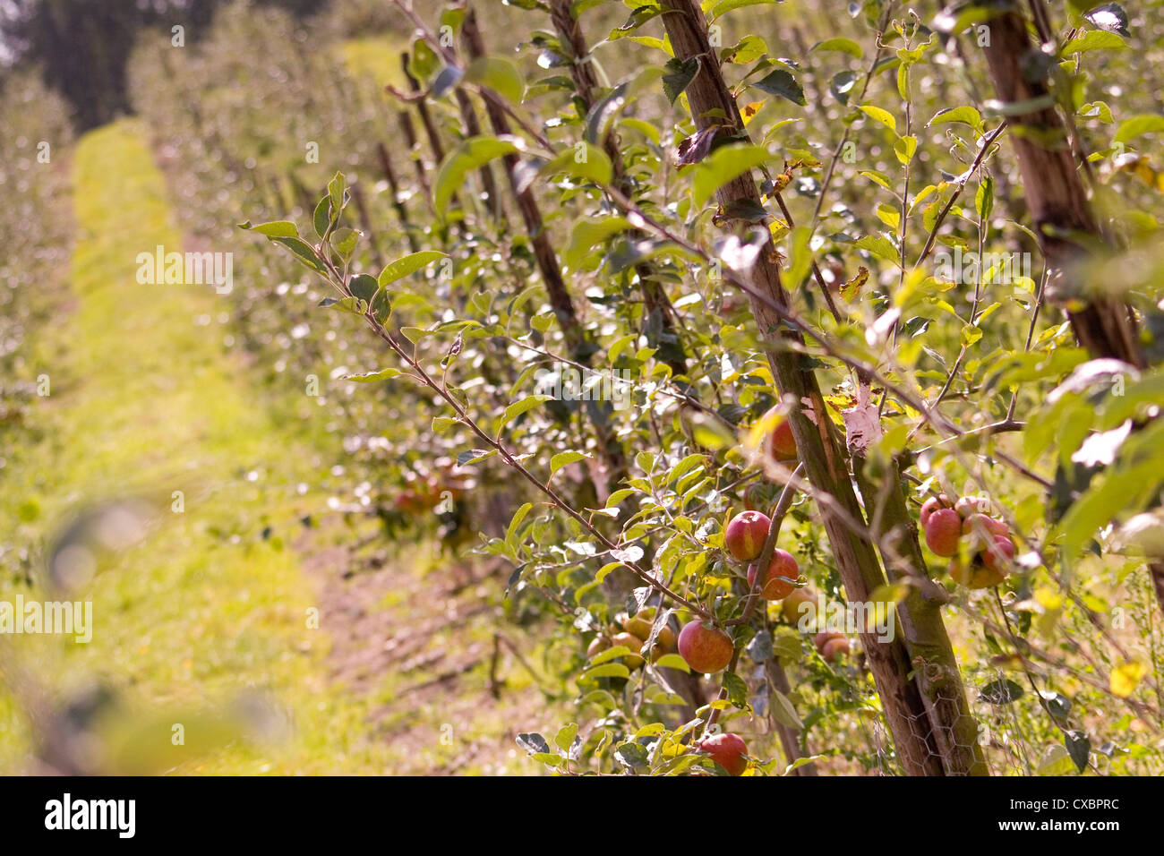 Apple orchards at Faversham, Kent, England, UK Stock Photo - Alamy