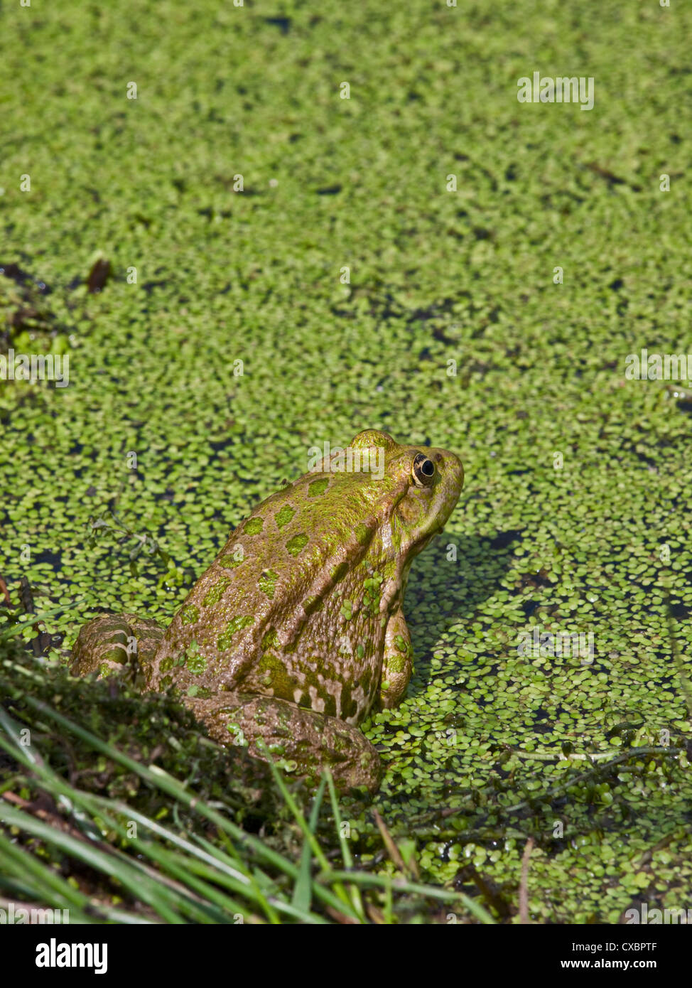 Marsh Frog (pelophylax ridibundus Stock Photo - Alamy
