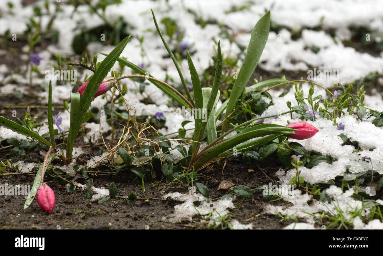 Spring tulips in the snow hi-res stock photography and images - Alamy