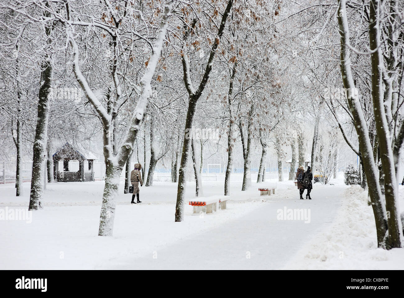 Frosty winter day in the city, trees with a snow Stock Photo - Alamy