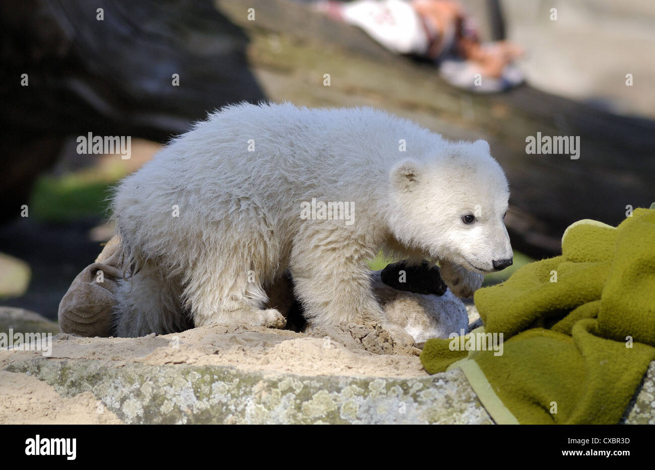 Berlin polar bear Knut at the Berlin Zoo Stock Photo - Alamy