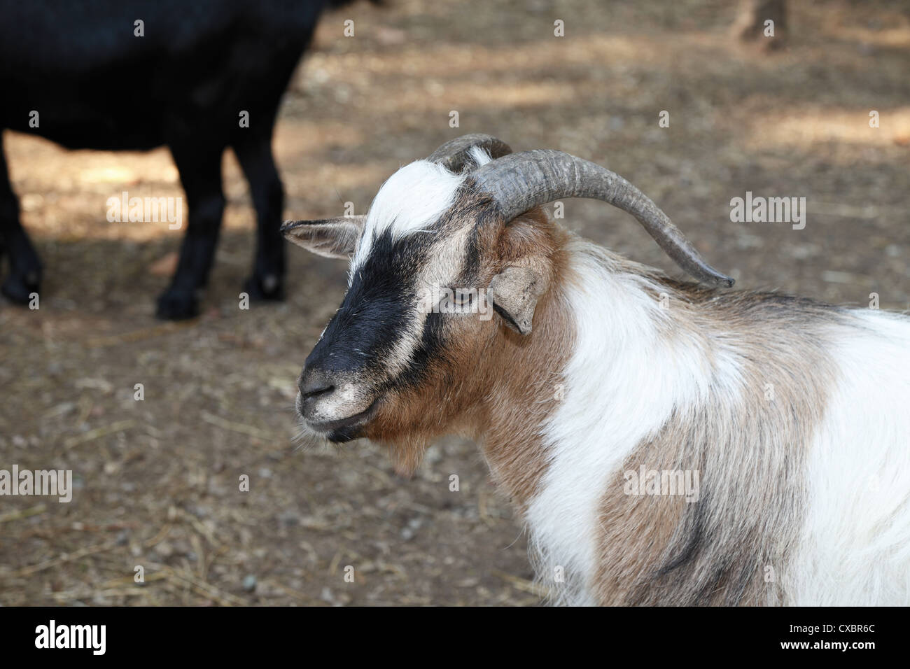 Domestic goat in the park Stock Photo - Alamy