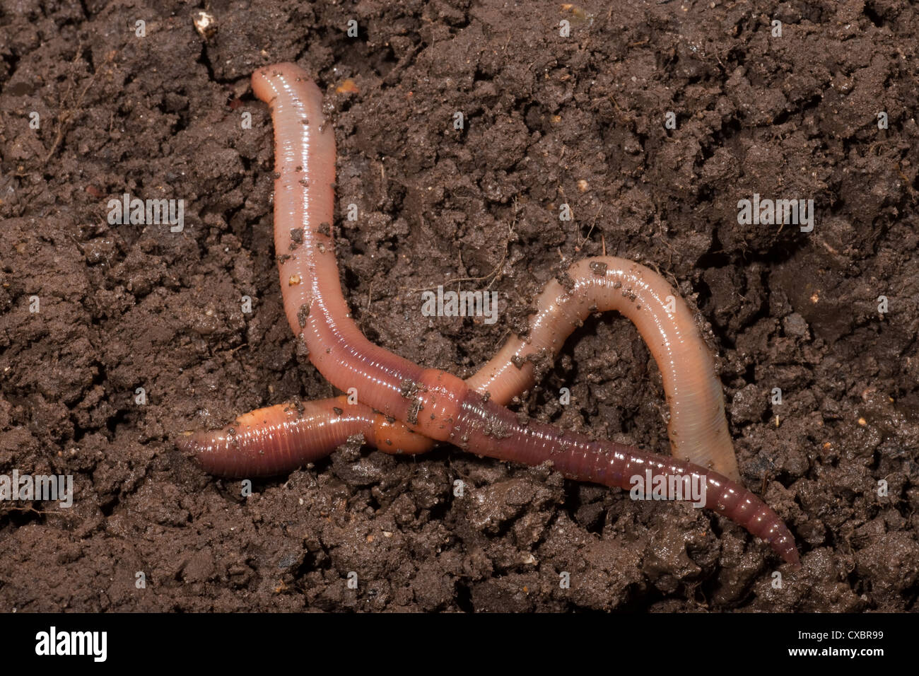 Earthworms (Lumbricus terrestris Stock Photo - Alamy