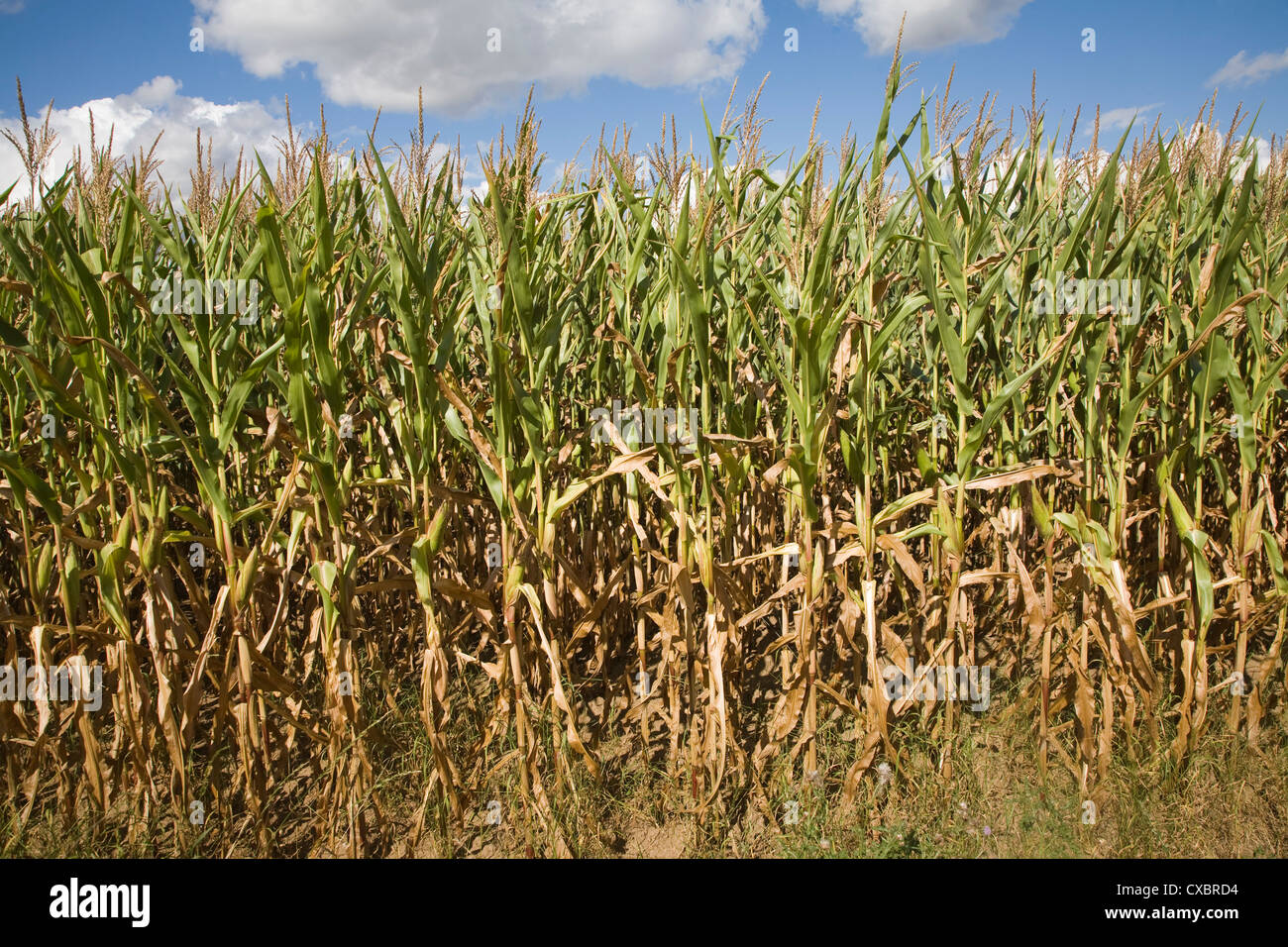 Sweetcorn corn on the cob crop side view Suffolk England Stock Photo ...