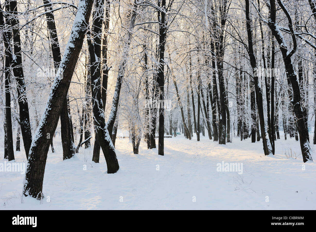 Frosty winter day, trees with a rime Stock Photo - Alamy
