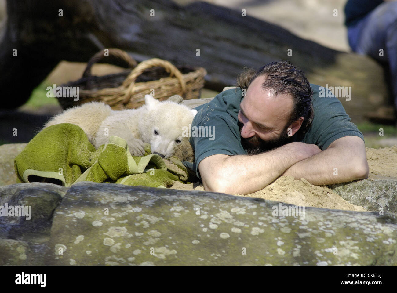 Berlin polar bear Knut at the Berlin Zoo Stock Photo - Alamy
