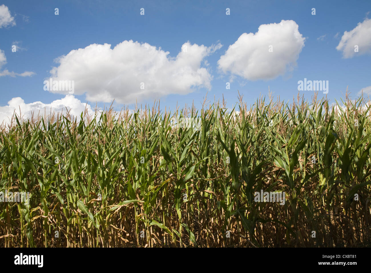 Sweetcorn corn on the cob crop side view Suffolk England Stock Photo ...