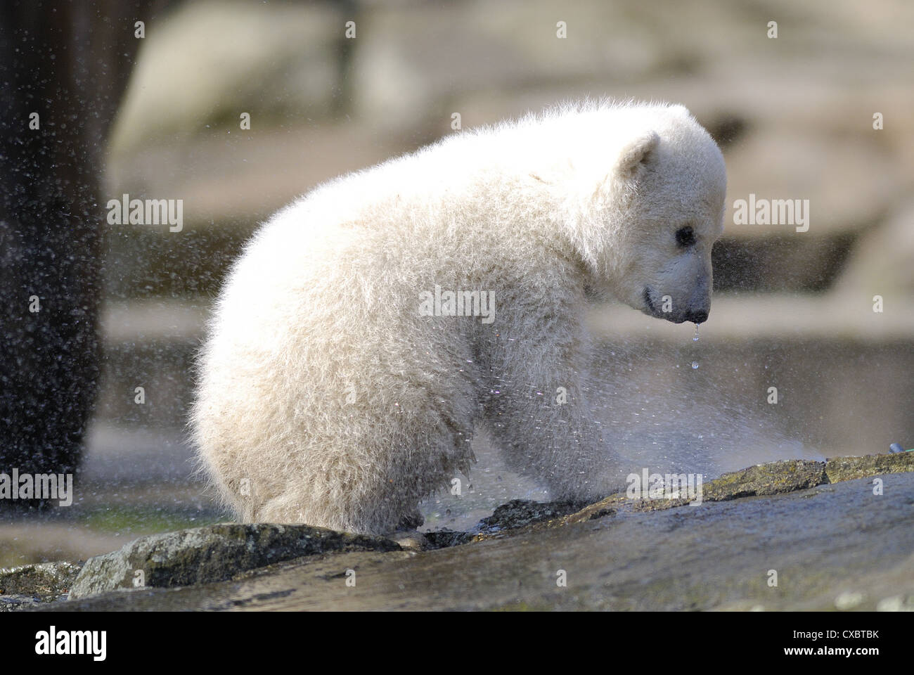 Berlin polar bear Knut at the Berlin Zoo Stock Photo - Alamy