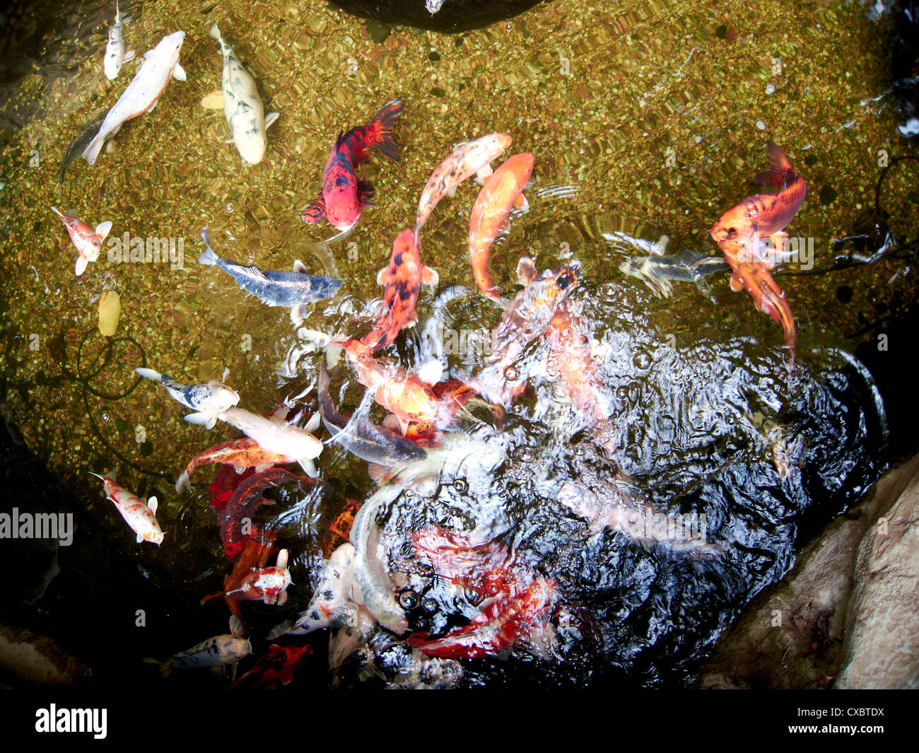 Koy hi-res stock photography and images - Alamy