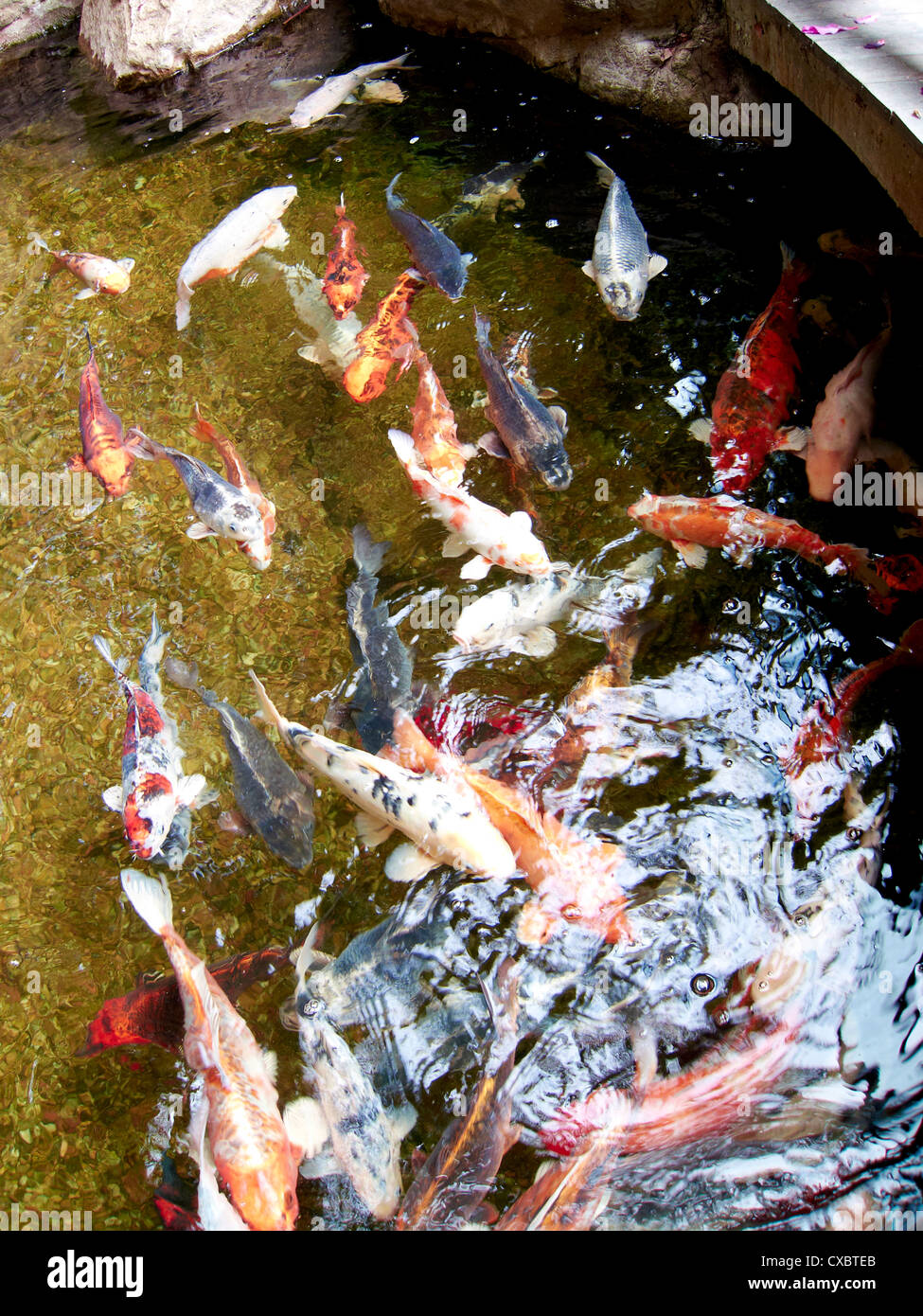 Pond with koy fish hi-res stock photography and images - Alamy