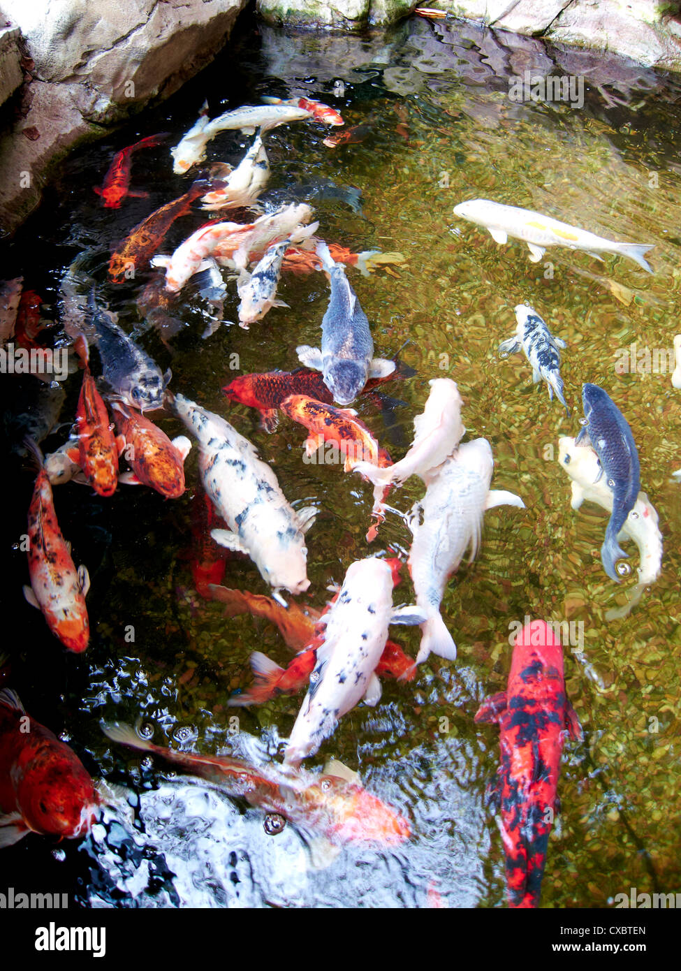 Koi carps swim in stream hi-res stock photography and images - Alamy
