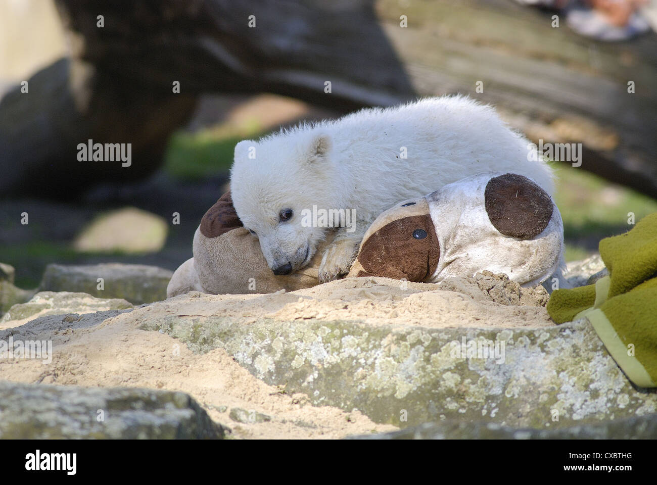Berlin polar bear Knut at the Berlin Zoo Stock Photo - Alamy
