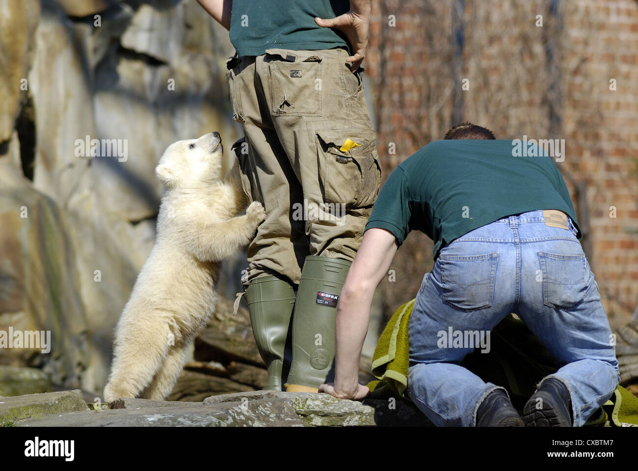 Berlin polar bear Knut at the Berlin Zoo Stock Photo - Alamy