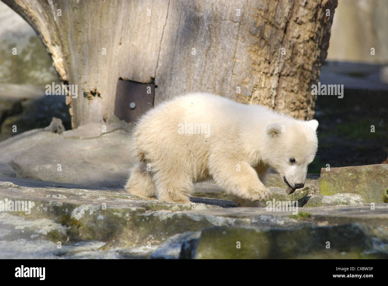 Berlin polar bear Knut at the Berlin Zoo Stock Photo - Alamy