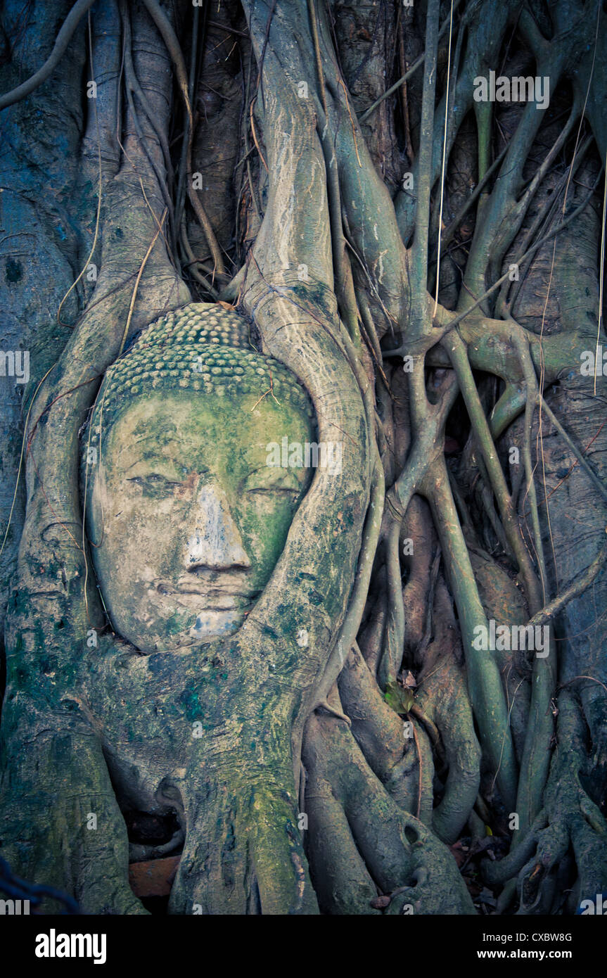 Detached Bhudda Head Entangled in Roots, Thailand Stock Photo - Alamy