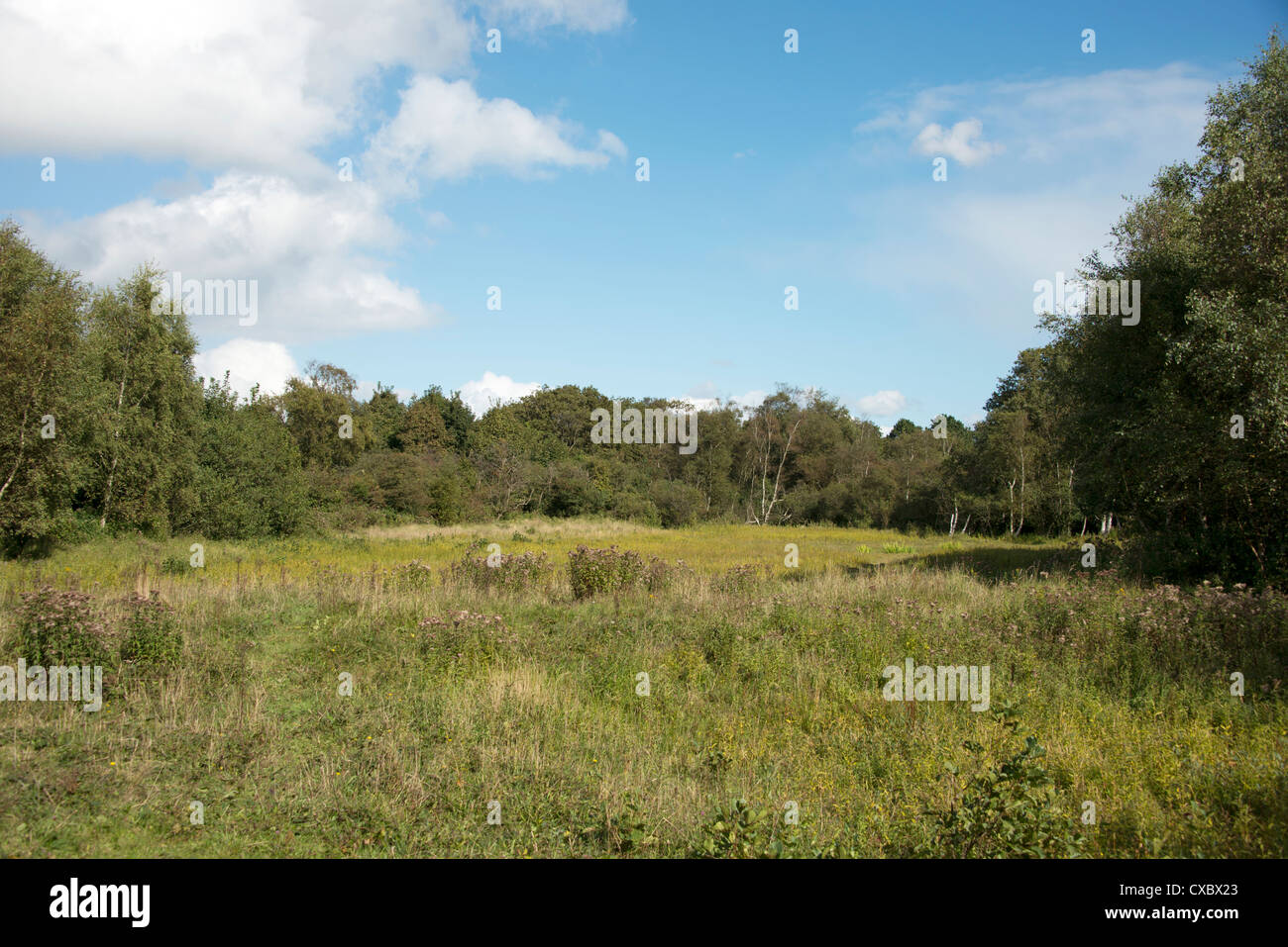 trees and green plants in Netherlands nature Stock Photo - Alamy