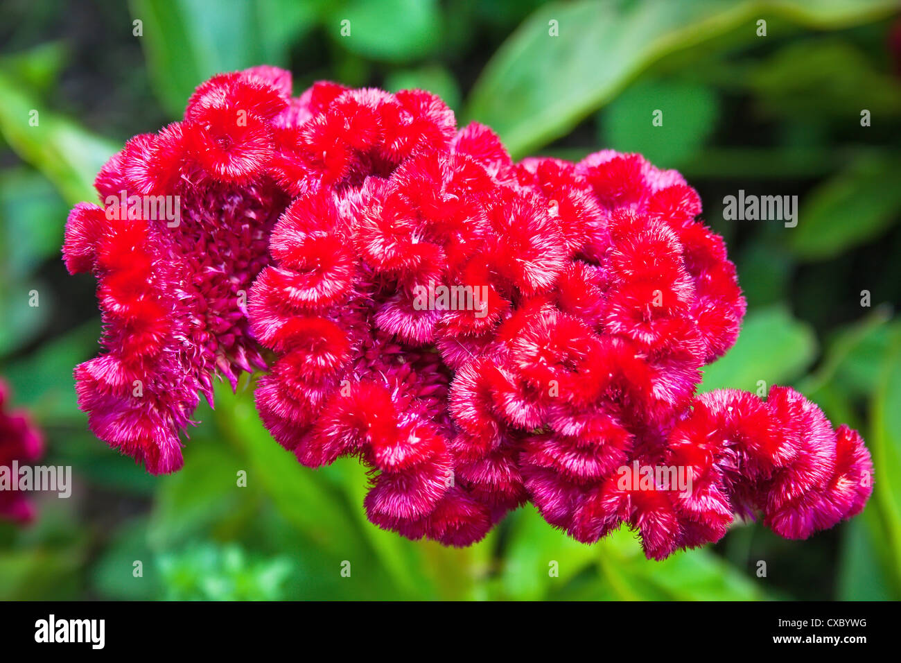 beautiful red exotic flover Stock Photo - Alamy