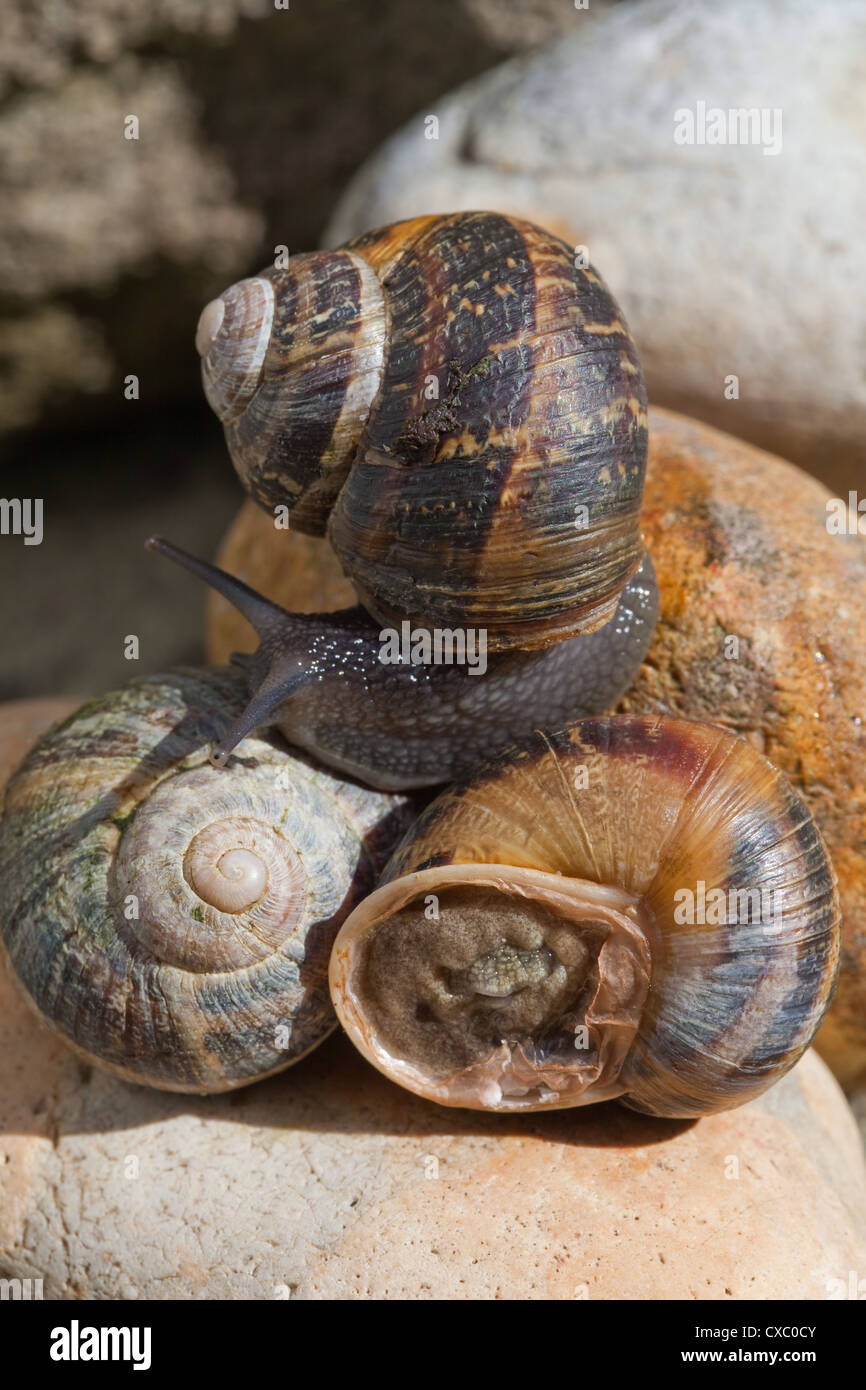 Garden snails hi-res stock photography and images - Alamy