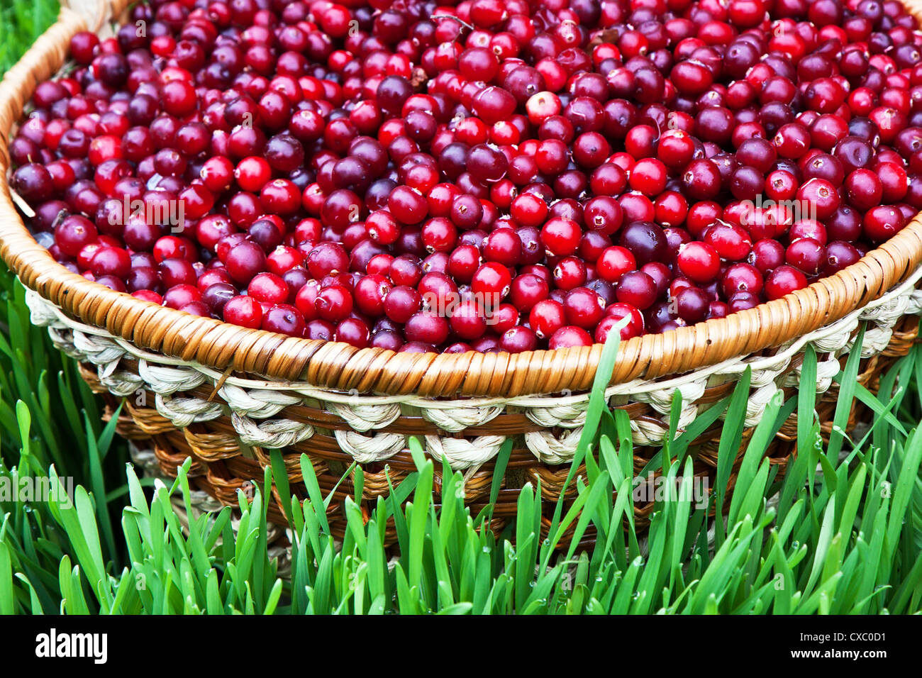 Harvest cranberry hi-res stock photography and images - Alamy