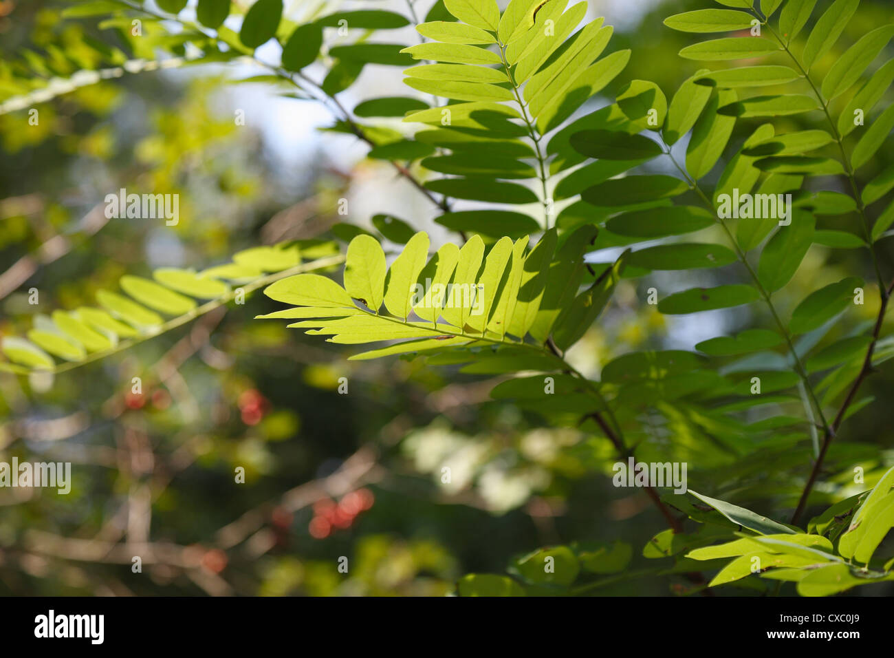 Branches of acacia Stock Photo - Alamy