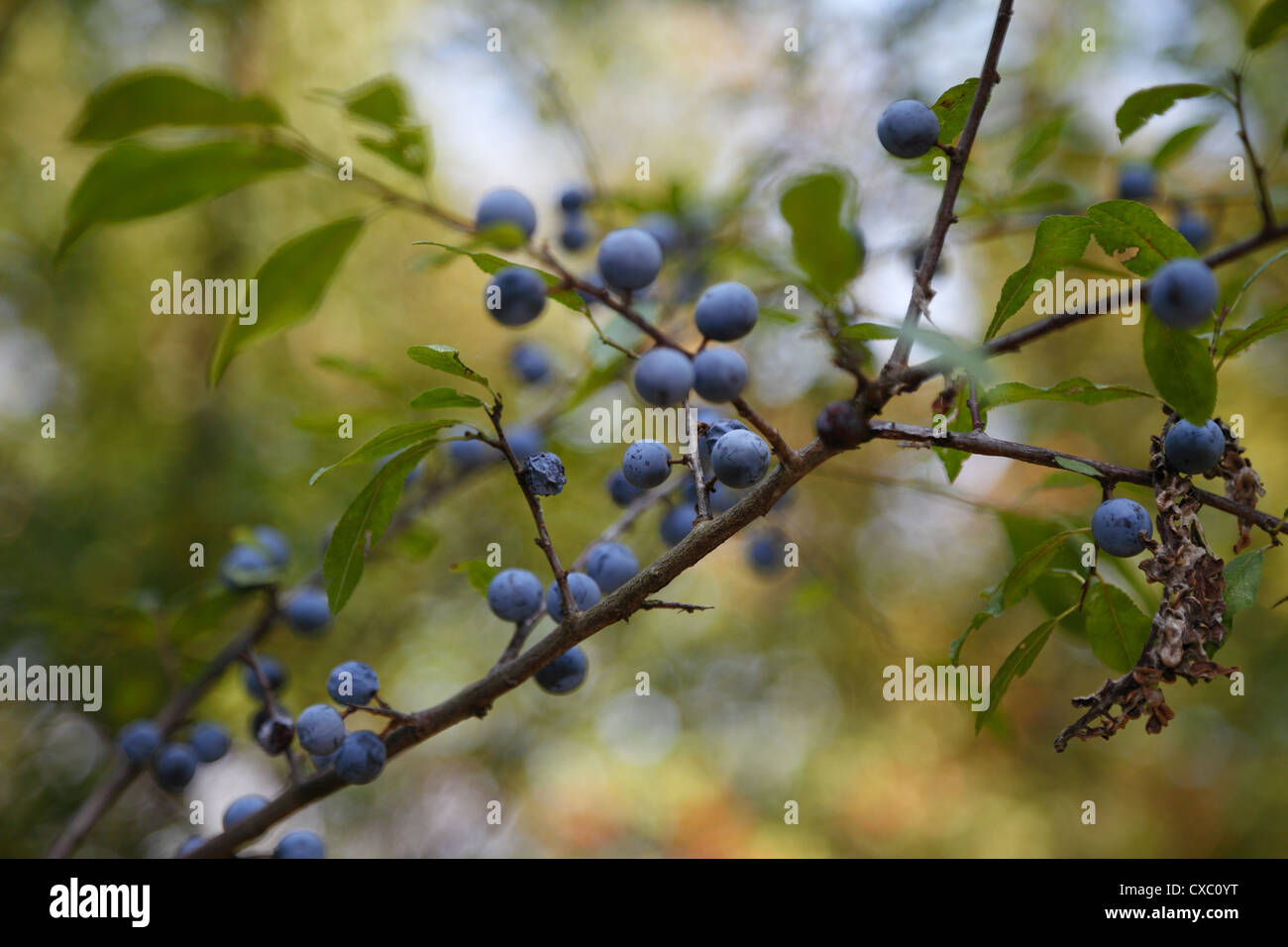 Laxative fruits hi-res stock photography and images - Alamy