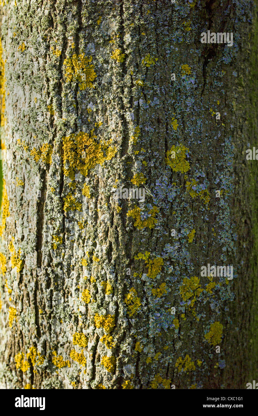 English maple tree hi-res stock photography and images - Alamy