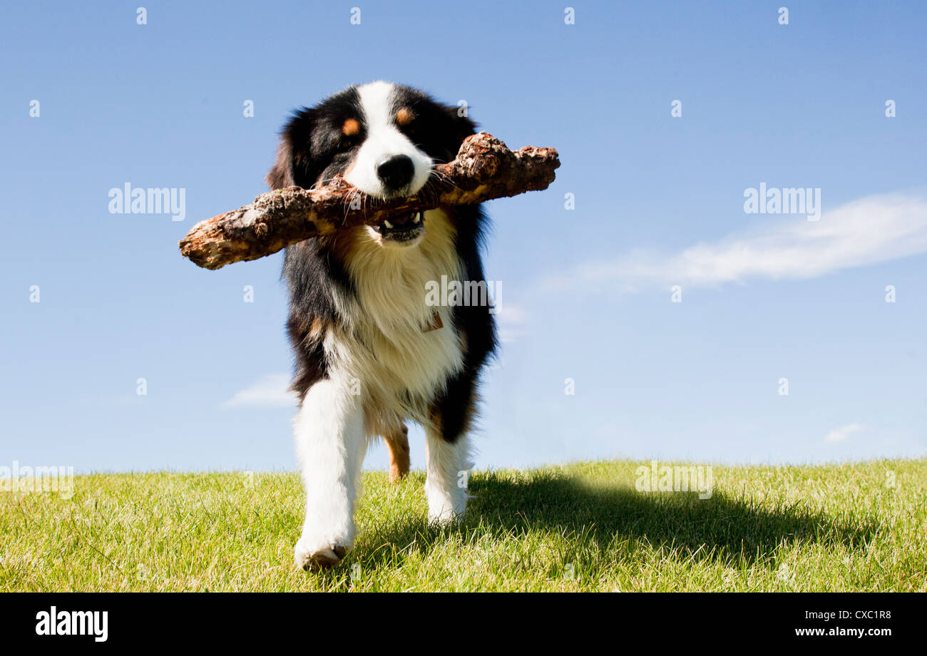 Fetch the stick hi-res stock photography and images - Alamy