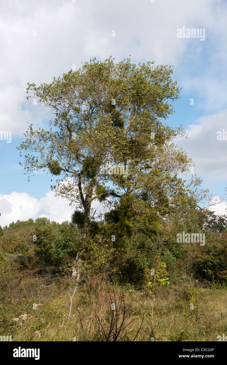trees in nature Netherlands landscape Stock Photo - Alamy