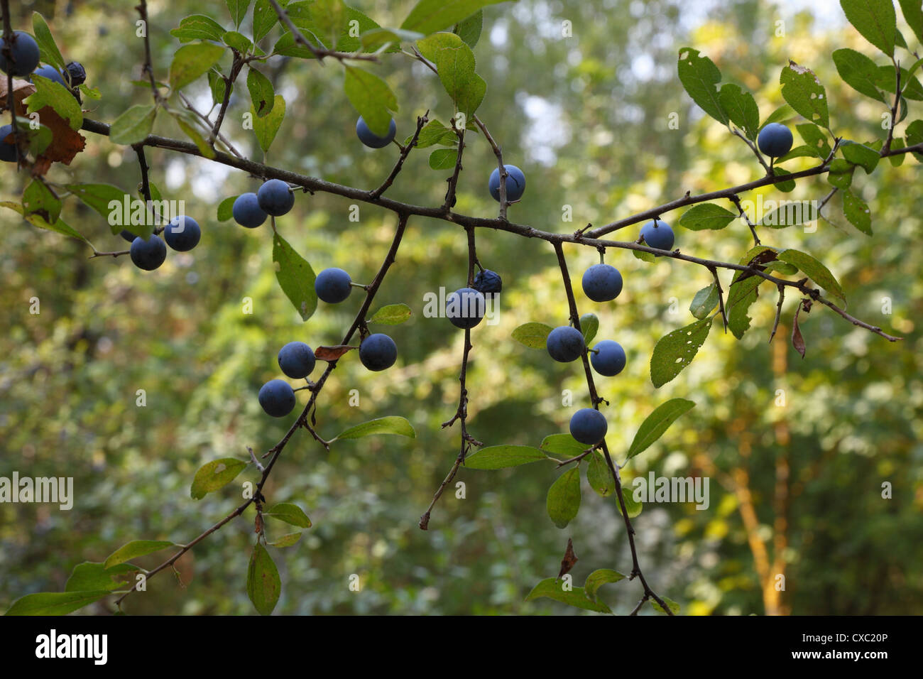 Wild plums hi-res stock photography and images - Alamy