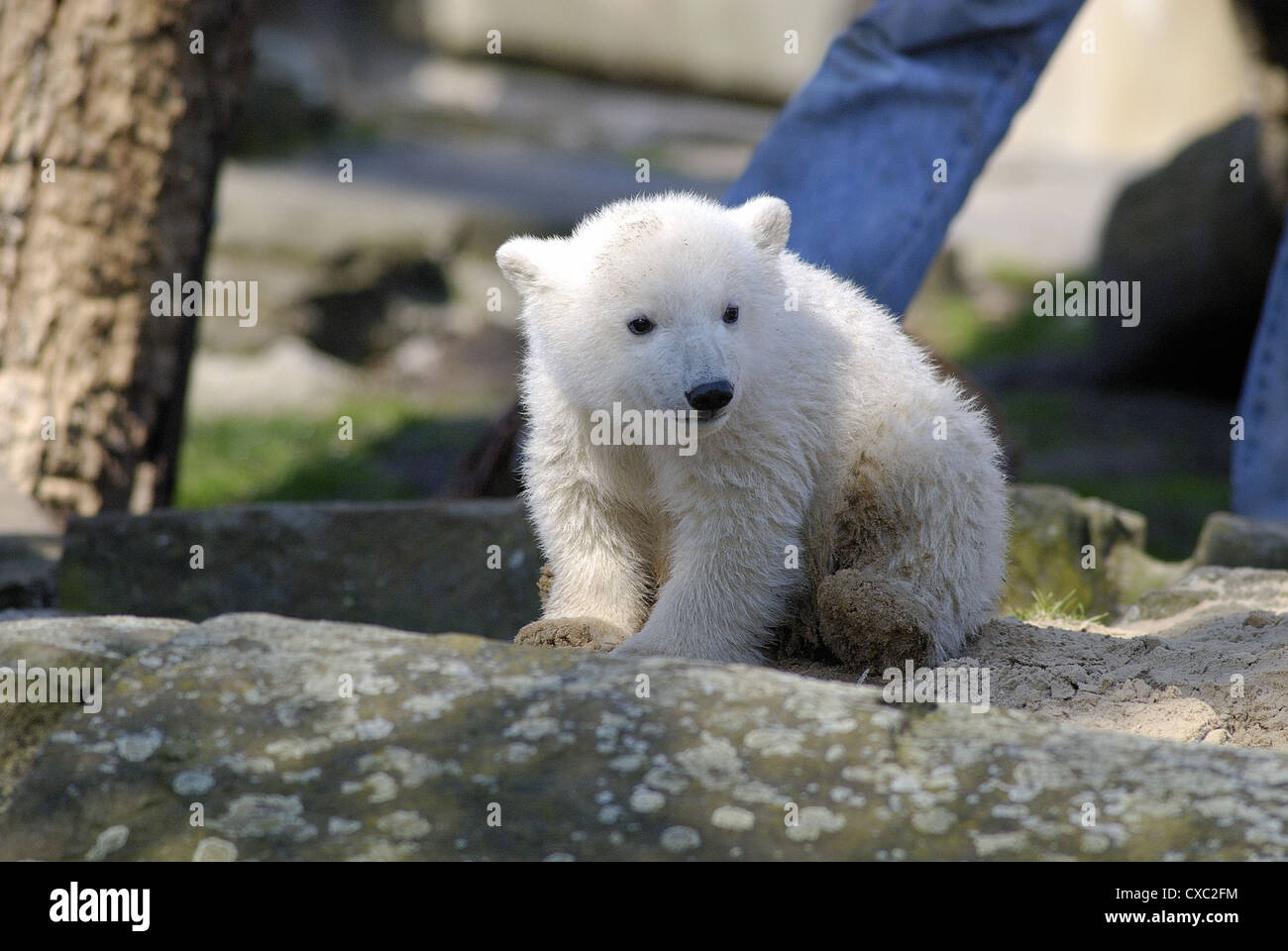 Berlin polar bear Knut at the Berlin Zoo Stock Photo - Alamy