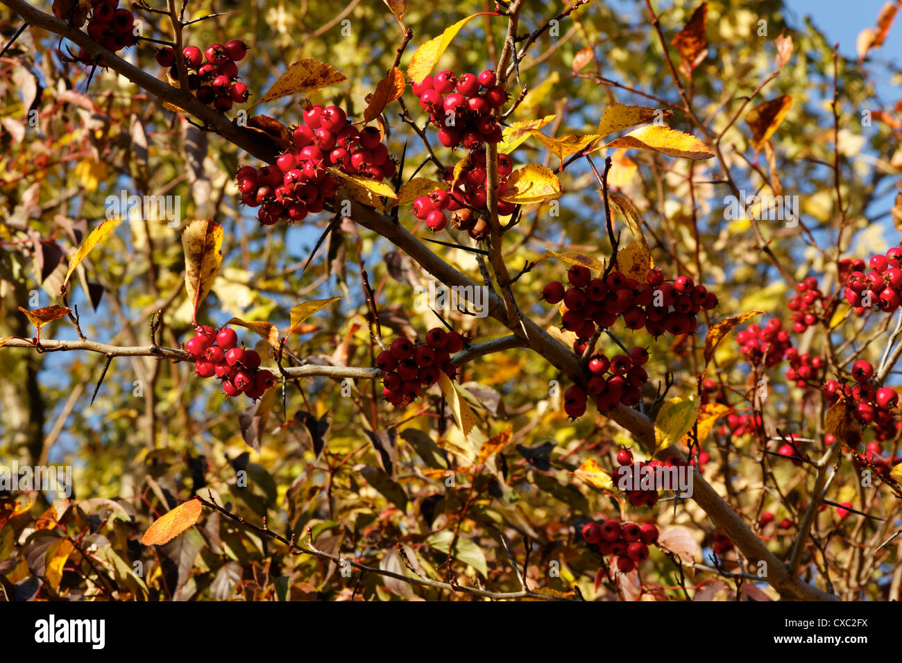 Red poison berry hi-res stock photography and images - Alamy