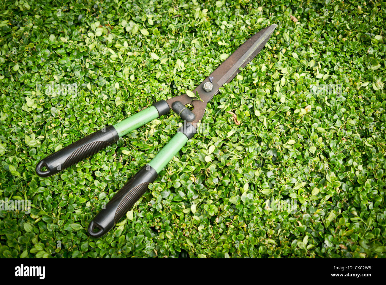 Hand shears on top of newly trimmed box hedge Stock Photo - Alamy
