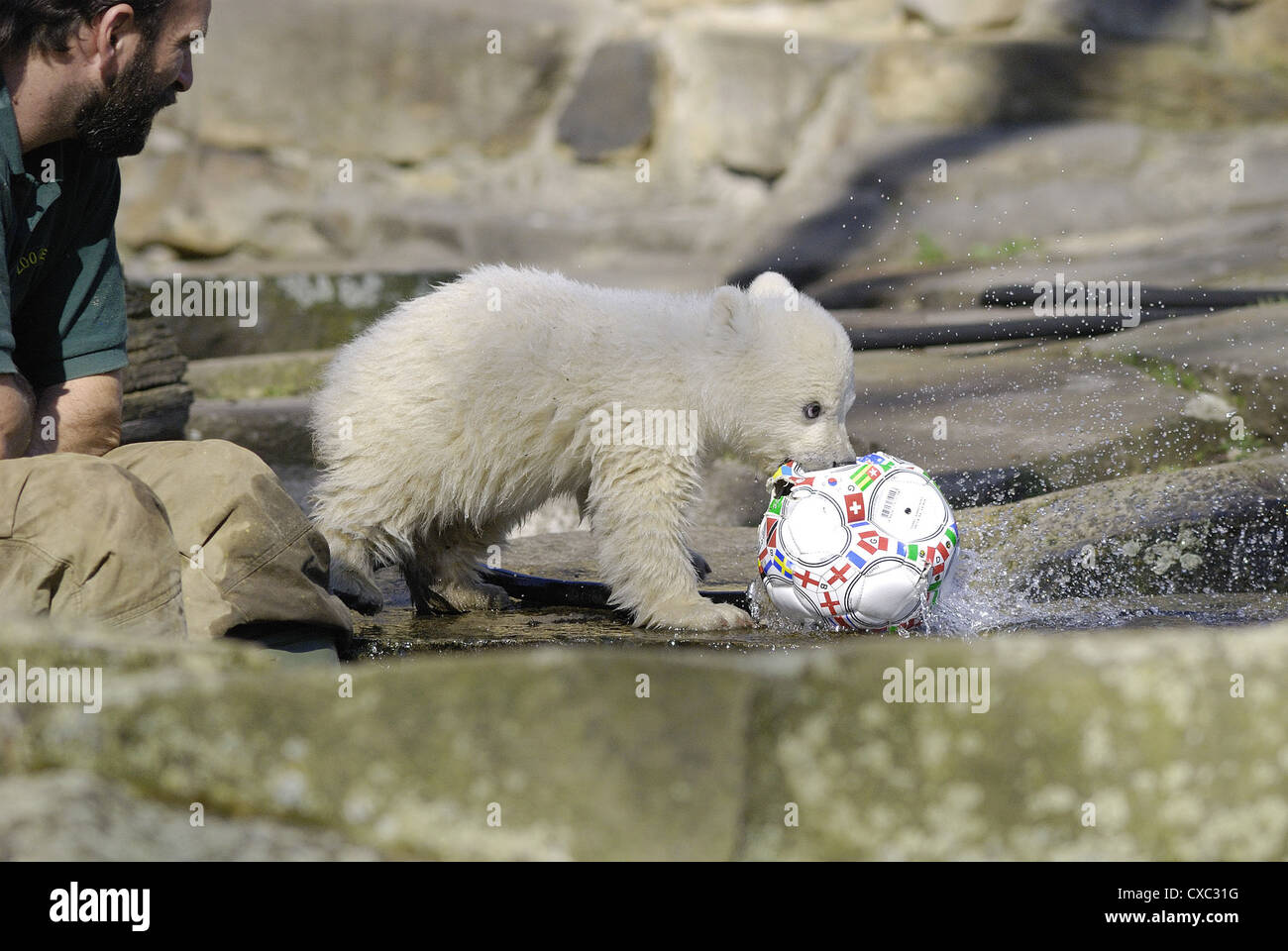Berlin polar bear Knut at the Berlin Zoo Stock Photo - Alamy
