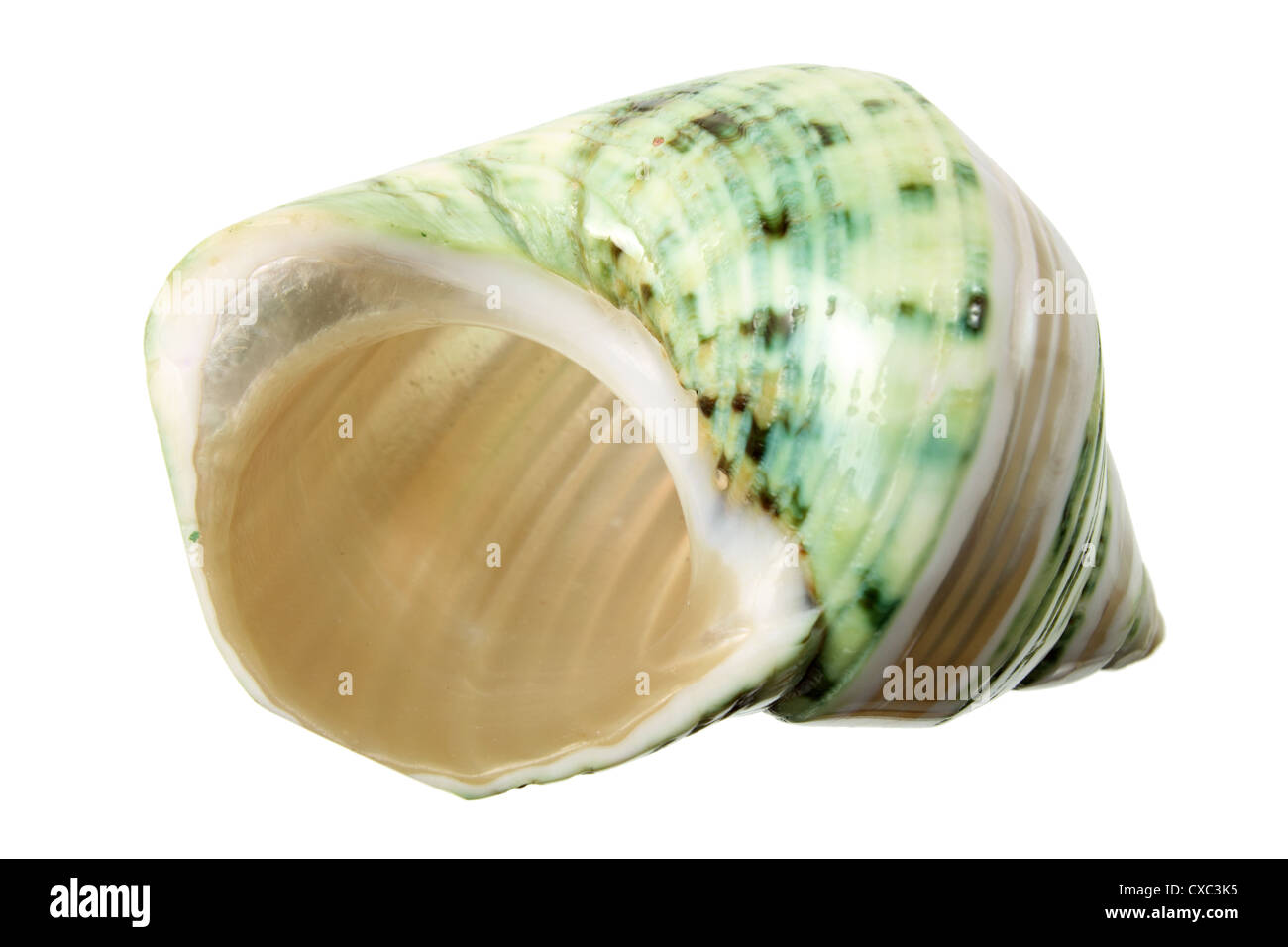 Conch seashell hi-res stock photography and images - Alamy