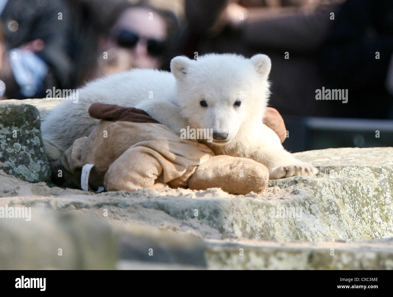 Berlin polar bear Knut at the Zoo Stock Photo - Alamy