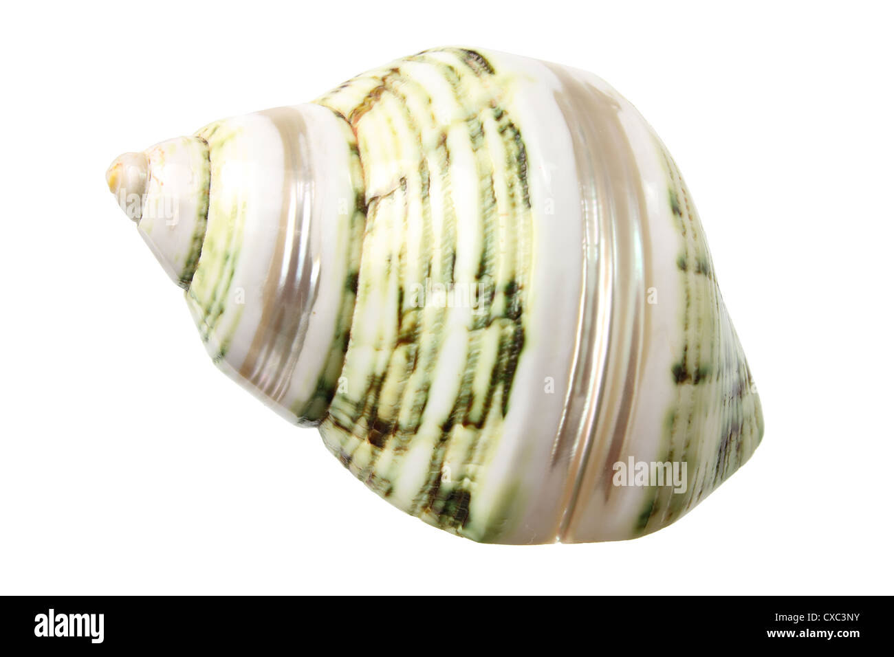 Conch mollusk Cut Out Stock Images & Pictures - Alamy