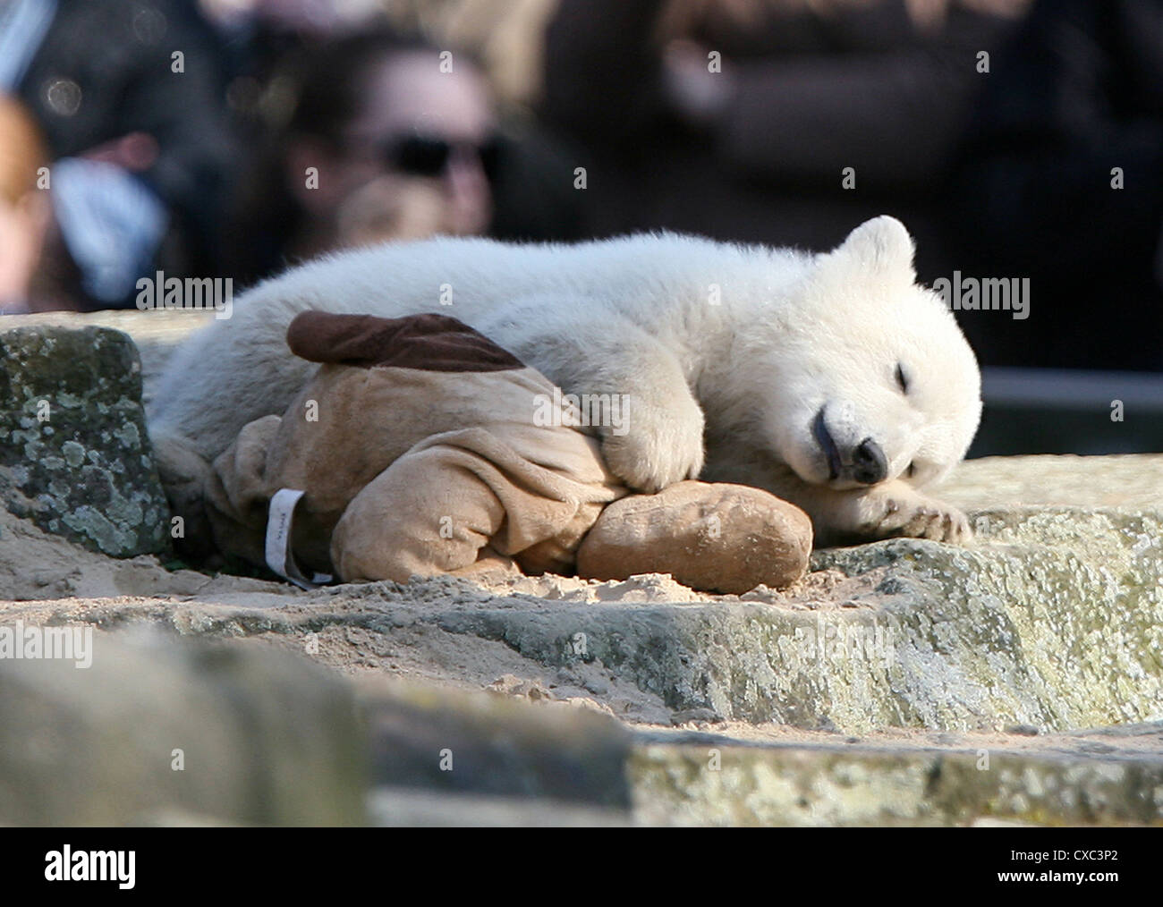 Knut baby zoo hi-res stock photography and images - Alamy