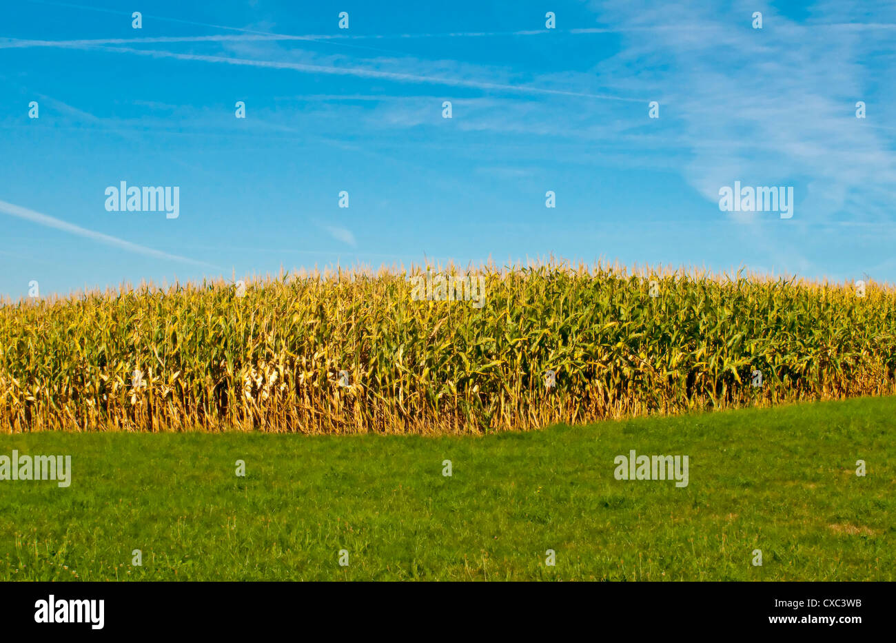 corn field with blue sky Stock Photo - Alamy
