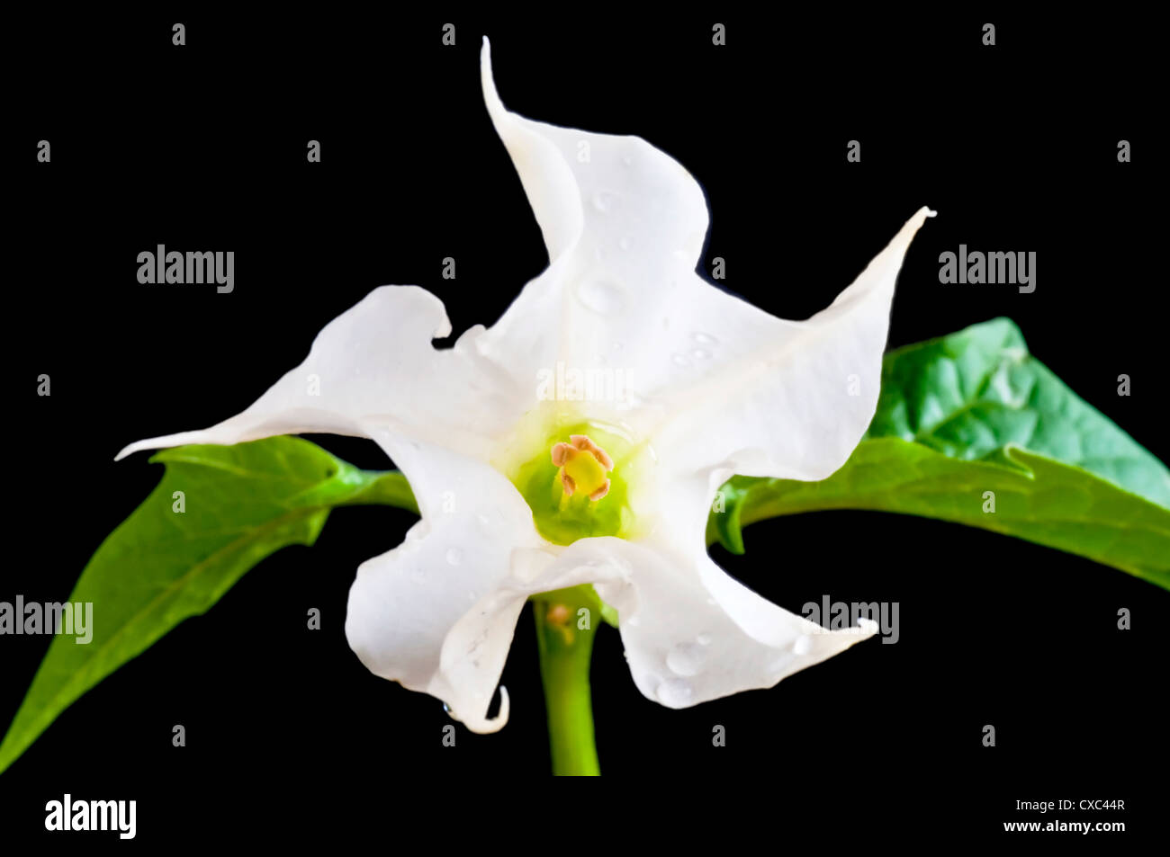 Blue devil weed hi-res stock photography and images - Alamy