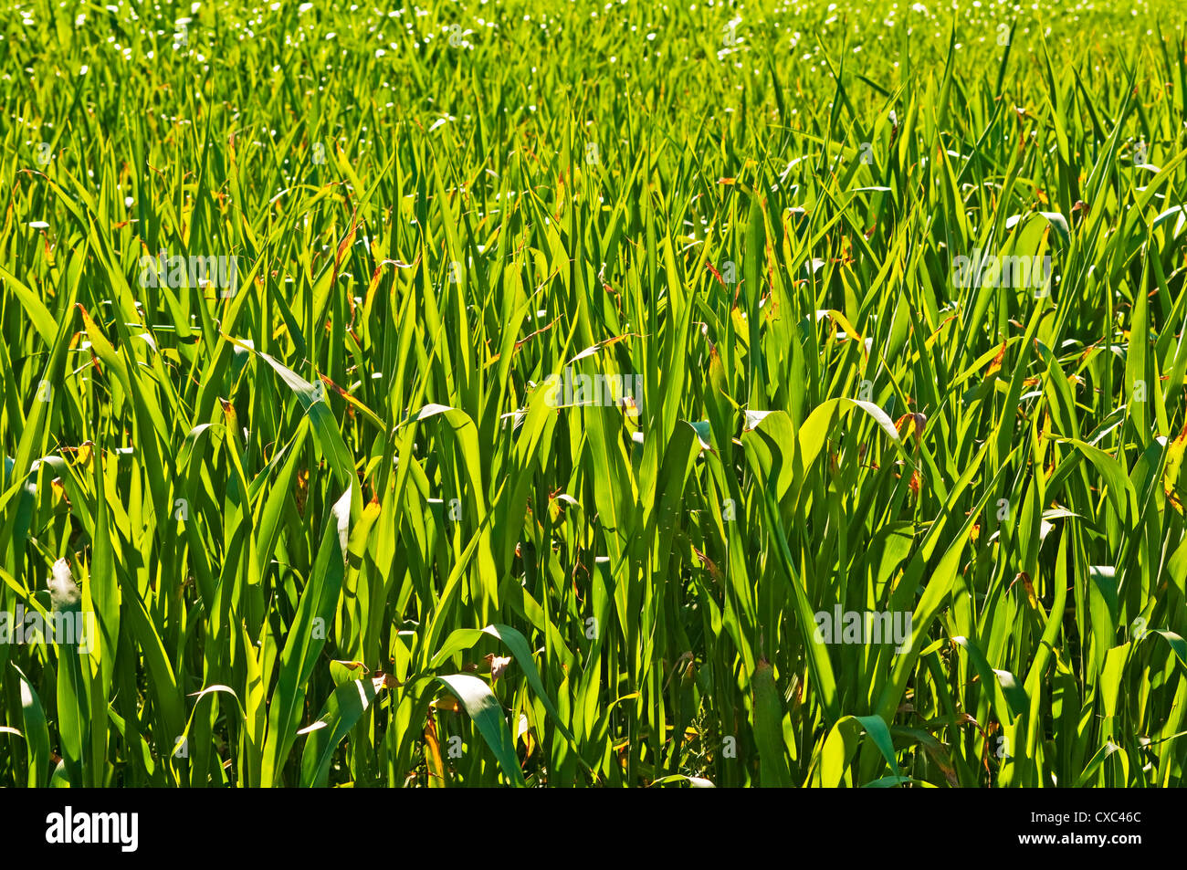 Sudan grass, Sorghum sudanense energy plant for gas Stock Photo - Alamy