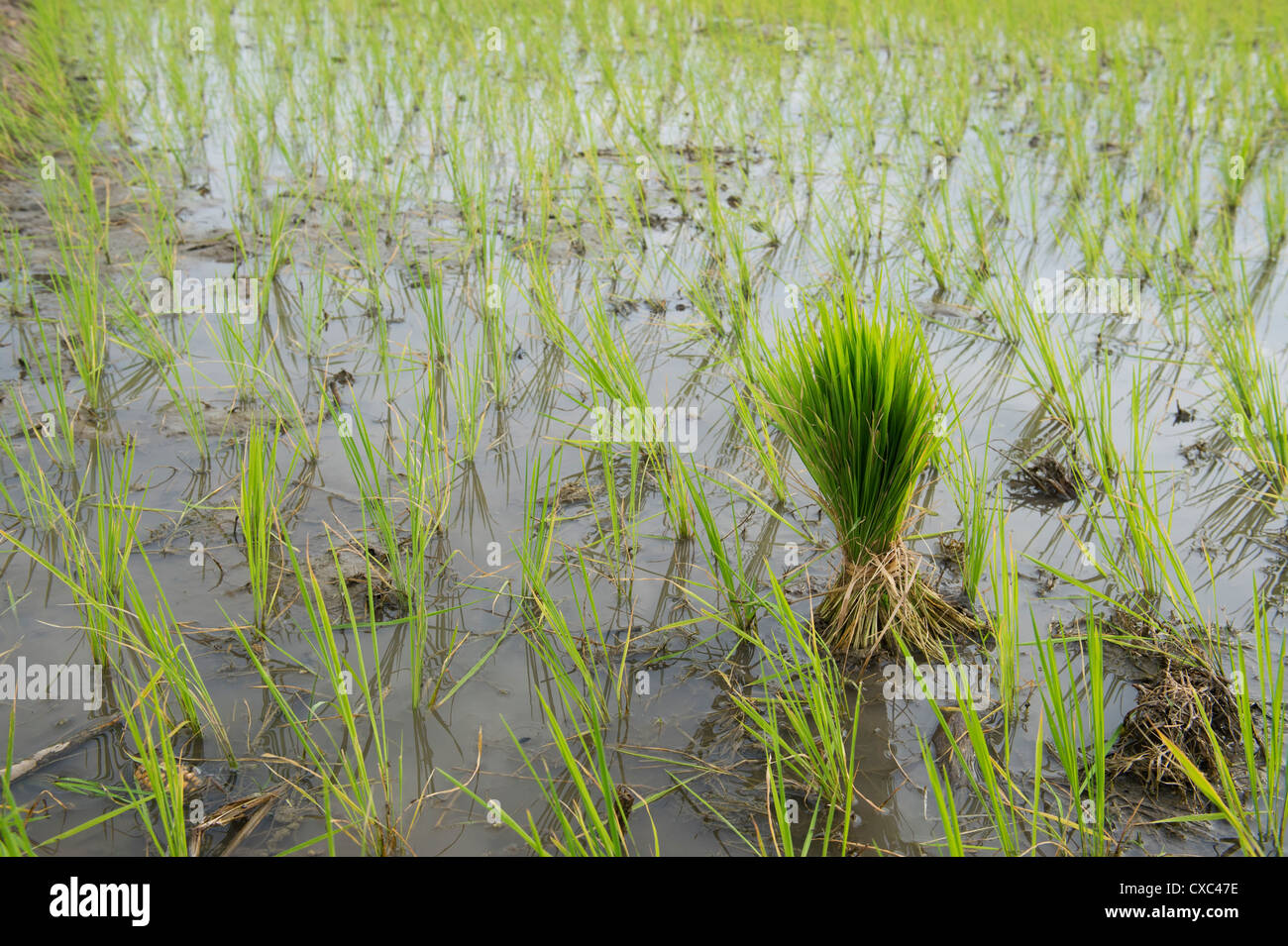 Planting out new rice plants in a paddy field. India Stock Photo - Alamy