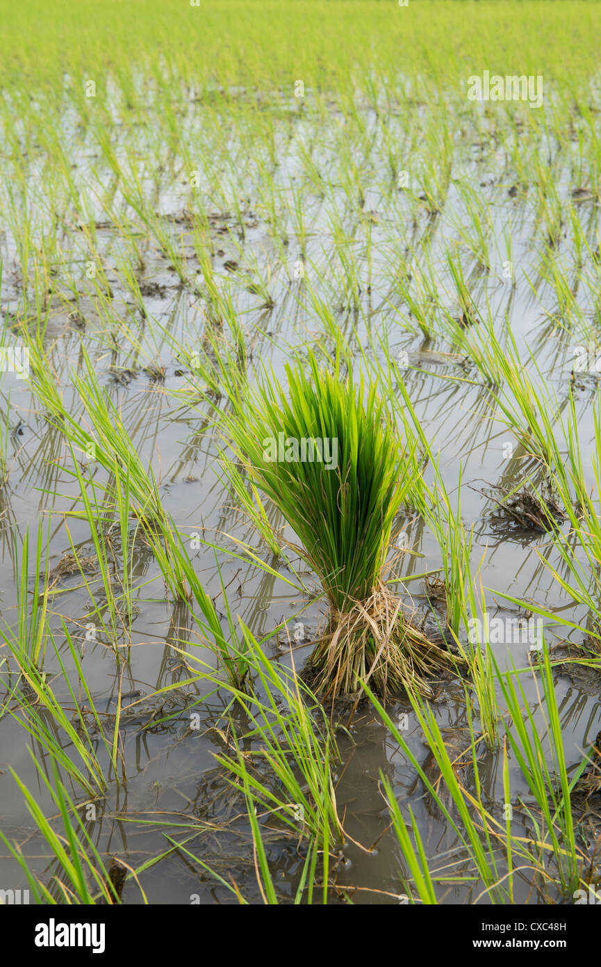 Planting out new rice plants in a paddy field. India Stock Photo - Alamy
