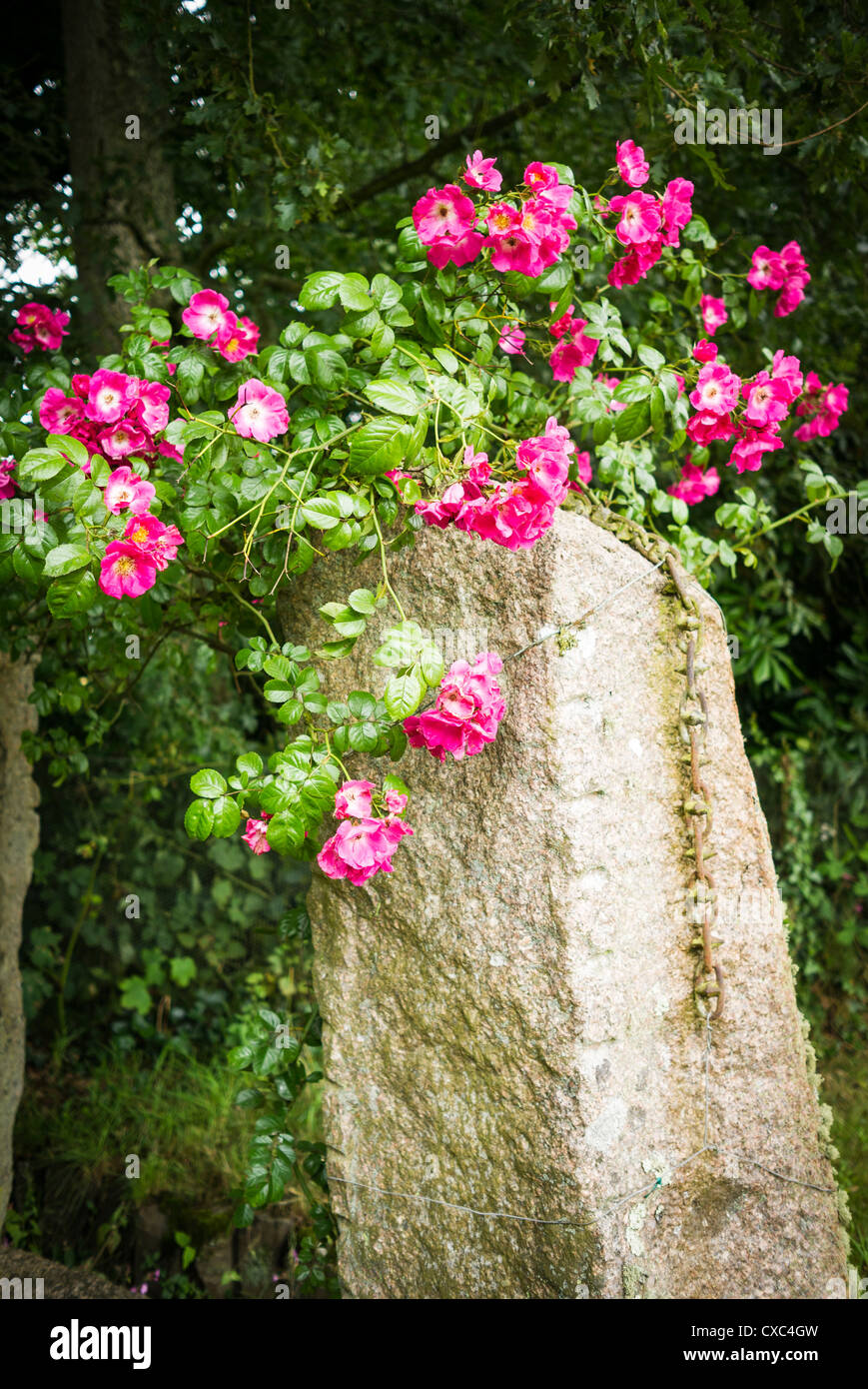 American pillar rose hi-res stock photography and images - Alamy