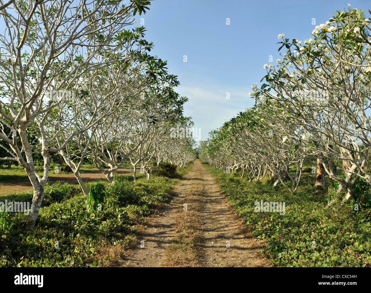 Countryside lined with frangipani trees, Negros, Philippines, Southeast ...