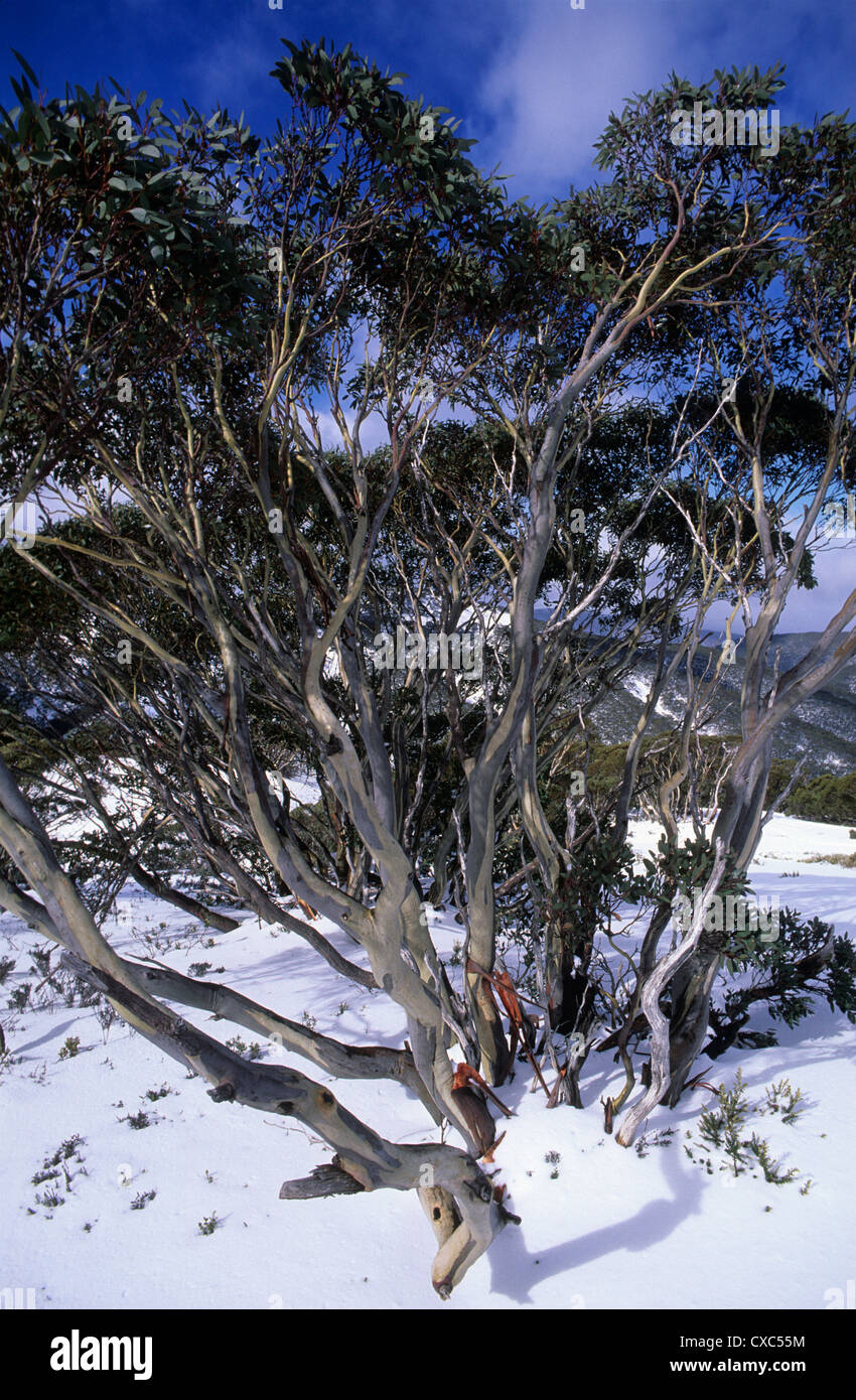 Australia, Victoria, Alpine National park and snow gums Stock Photo - Alamy