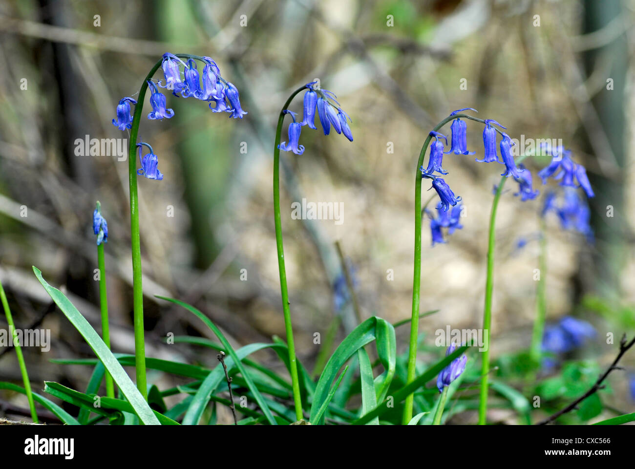 Bluebell hyacinth hi-res stock photography and images - Alamy