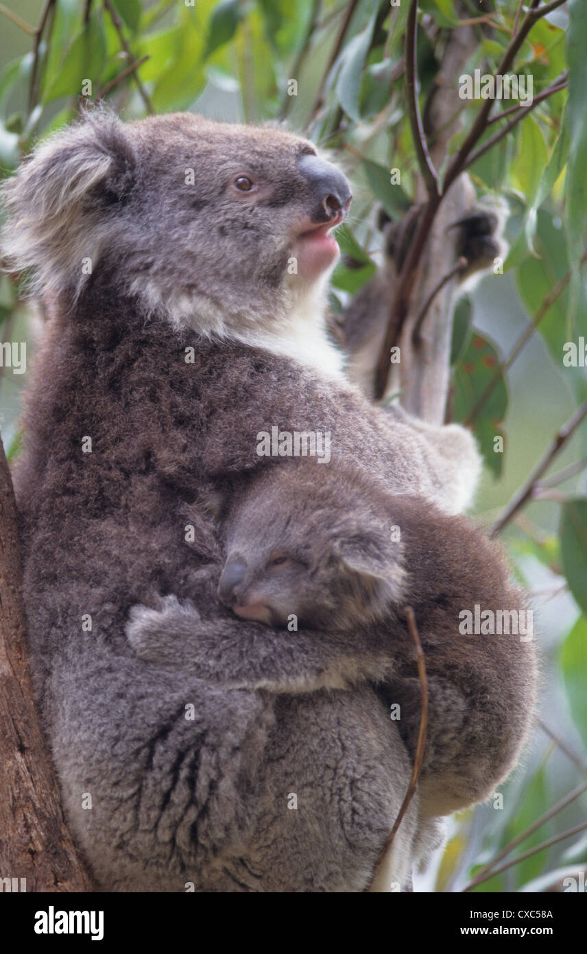 Australia, native wildlife and Australian Icon, Marsupials, Koala and ...