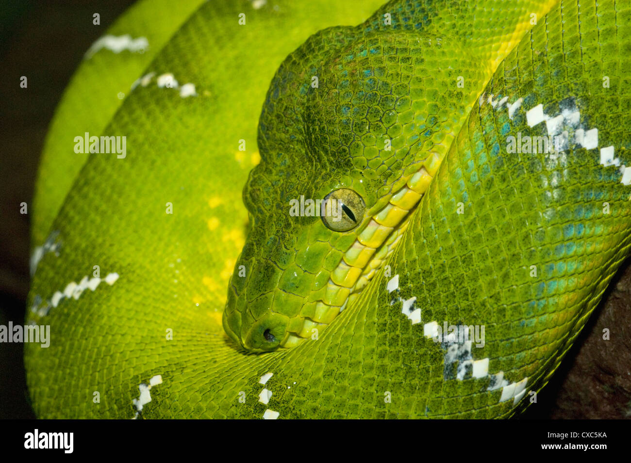 Emerald Tree Boa On Branch High Resolution Stock Photography and Images ...