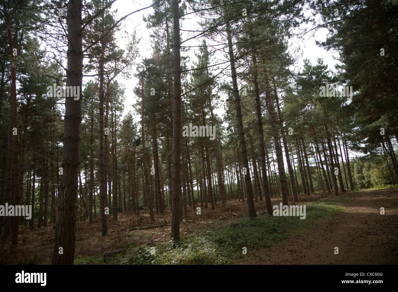 Coniferous trees Rendlesham forest Suffolk England Stock Photo - Alamy